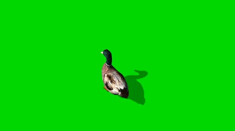Duck Male walk - seperated on green scre... | Stock Video | Pond5