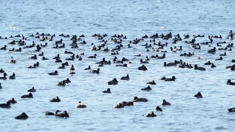 Duck Migration Stock Video Footage | Royalty Free Duck Migration Videos ...