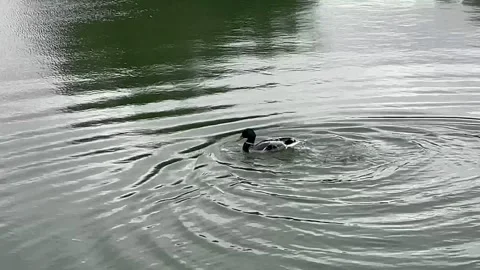 Duck Duck Willow Stock Videos – Royalty-Free HD & 4K Videos