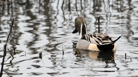 Ducking Duck Stock Videos – Royalty-Free HD & 4K Videos | Pond5