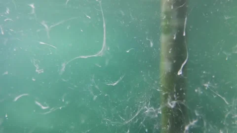 Duck poop underwater | Stock Video | Pond5