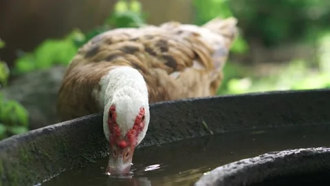 Duck portrait drinking water close-up in... | Stock Video | Pond5
