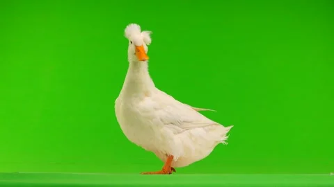 Quack Stock Videos – Royalty-Free HD & 4K Videos