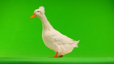 duck quack on a green screen | Stock Video | Pond5