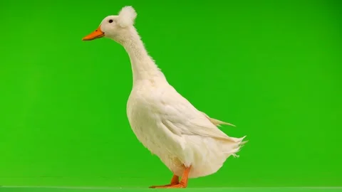 Quack Stock Videos – Royalty-Free HD & 4K Videos