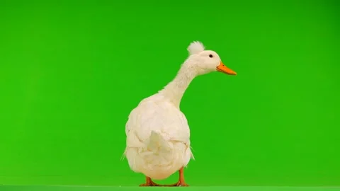Quack Stock Videos – Royalty-Free HD & 4K Videos