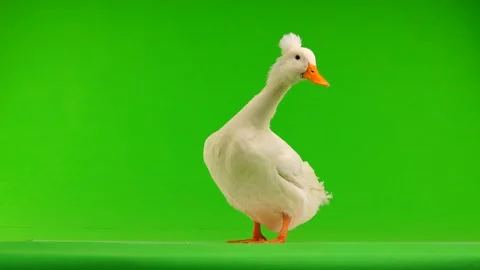 Quack Stock Videos – Royalty-Free HD & 4K Videos