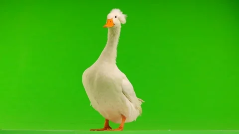 duck quack on a green screen | Stock Video | Pond5