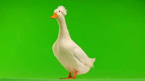 Duck Quack Stock Videos – Royalty-Free HD & 4K Videos | Pond5