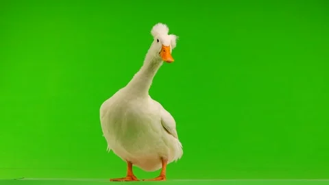 duck quack on a green screen | Stock Video | Pond5