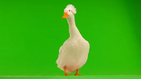 Quack Stock Video Footage | Royalty Free Quack Videos | Pond5