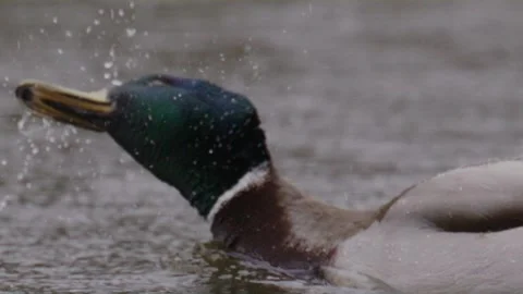 Duck Shaking its Head, Water Droplets, M... | Stock Video | Pond5