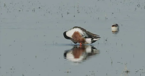 Duck, Shoveller, washing with bill in l... | Stock Video | Pond5