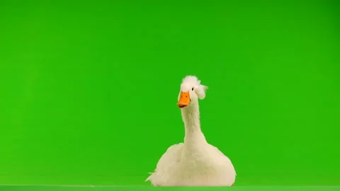 duck sitting on a green screen | Stock Video | Pond5