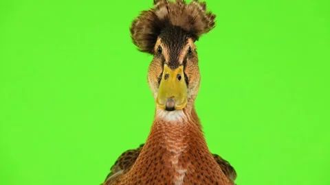 duck sitting on a green screen | Stock Video | Pond5