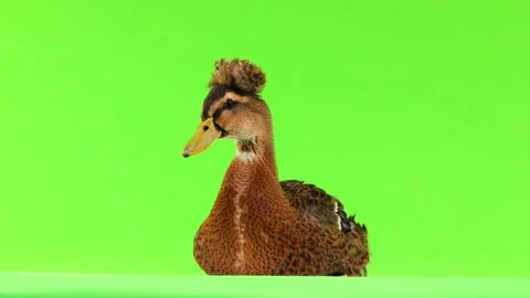 duck sitting on a green screen | Stock Video | Pond5