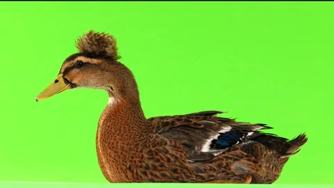 duck sitting on a green screen | Stock Video | Pond5