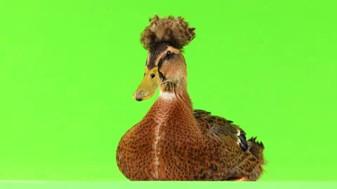 Green Screen Sitting Stock Video Footage | Royalty Free Green Screen ...