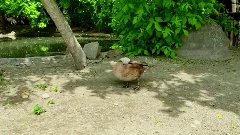 duck with skin disease scratches itself ... | Stock Video | Pond5