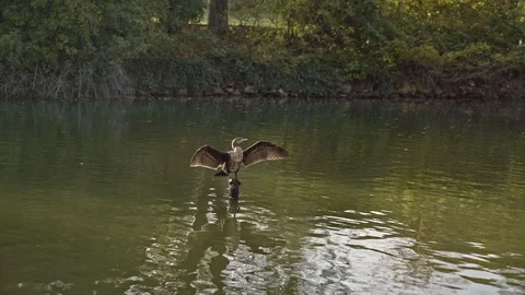 Photos Of Wings Stock Videos – Royalty-Free HD & 4K Videos