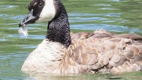 Lake Swing Stock Videos – Royalty-Free HD & 4K Videos