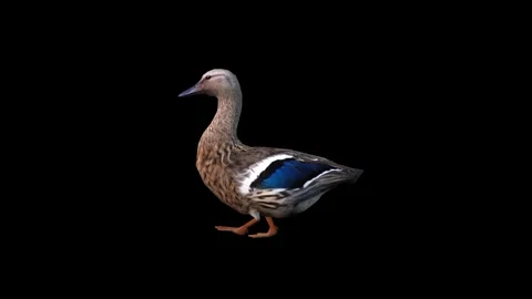 A duck walking on black background, 3D a... | Stock Video | Pond5