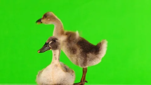 duckling and gosling on a green screen | Stock Video | Pond5