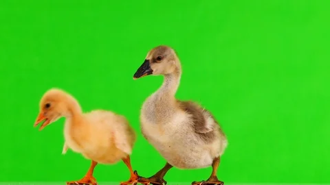 duckling and gosling on the green scree... | Stock Video | Pond5