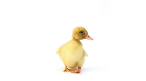 Duckling Stock Video Footage | Royalty Free Duckling Videos | Pond5