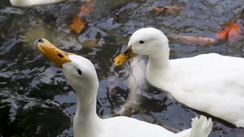 Ducks and Koi Fish Swimming in the pond | Stock Video | Pond5