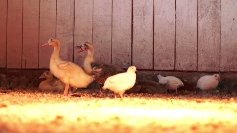 Ducks and quail in farm barn on poultry ... | Stock Video | Pond5