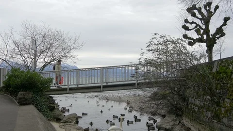 Ducks and swans under a bridge | Stock Video | Pond5