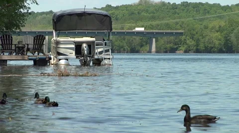 Ducks With Boat and Bridge in Background | Stock Video | Pond5