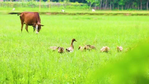 Ducks eating insects in grassland. Cow g... | Stock Video | Pond5