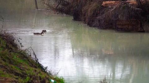 Ducks In Polluted Water Stock Footage ~ Royalty Free Stock Videos | Pond5