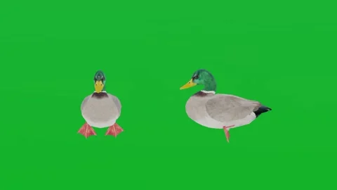 Ducks on green screen background,3D Anim... | Stock Video | Pond5