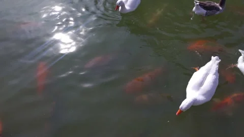 Ducks with Koi Fish Swimming in the Pond... | Stock Video | Pond5