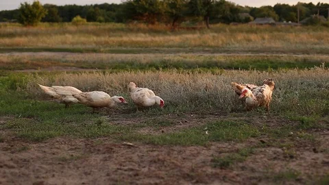 Ducks pluck grass. | Stock Video | Pond5