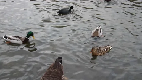 Pon The Stock Videos – Royalty-Free HD & 4K Videos