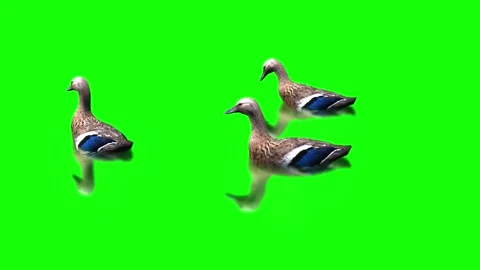 Ducks Swimming Green Screen Animation | Stock Video | Pond5