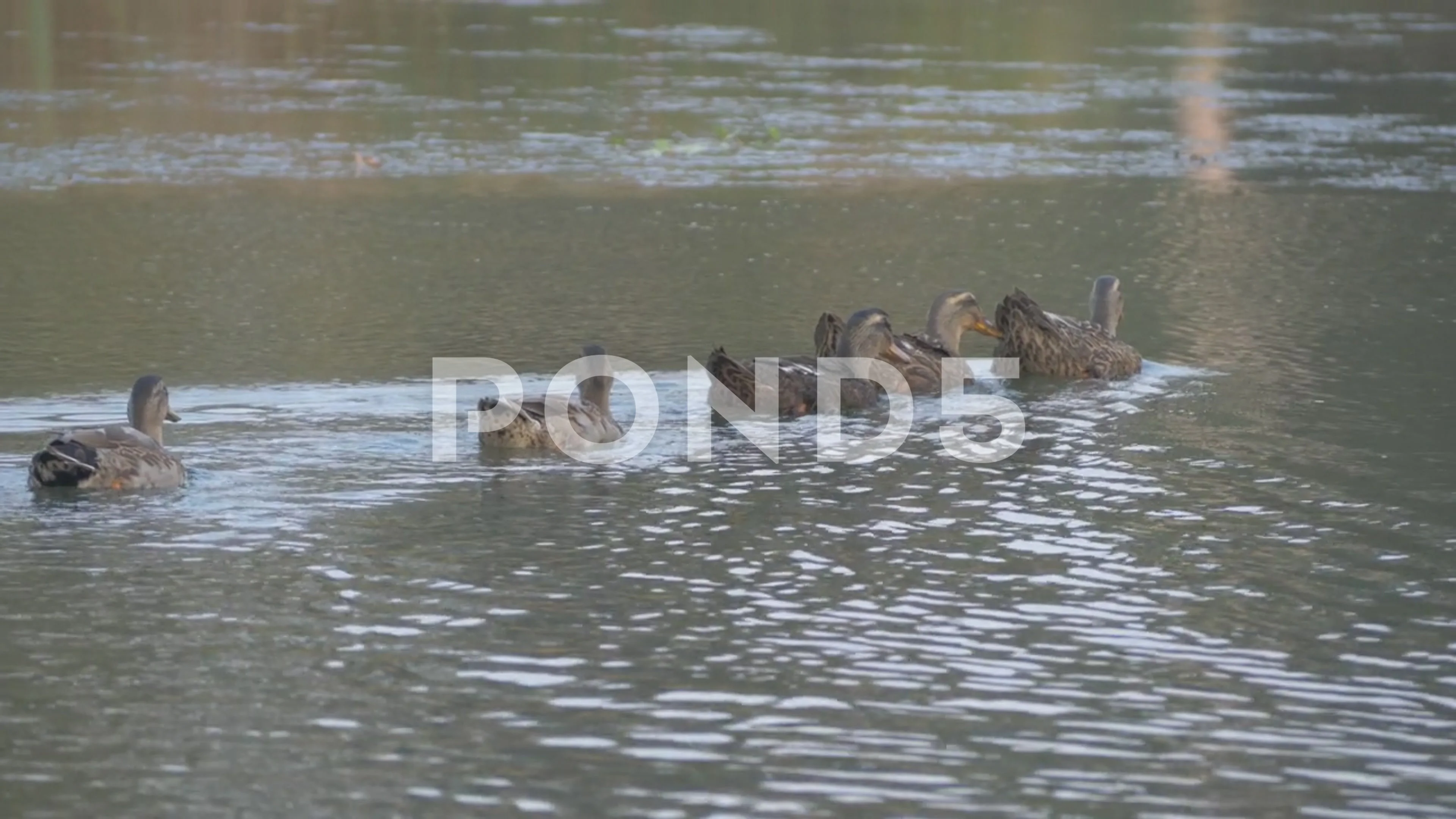 Ducklings Swimming In A Row