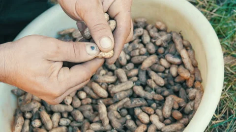 Dug out of the ground peanuts in a shell... | Stock Video | Pond5