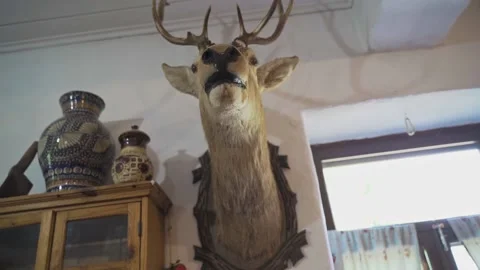 Dummy deer head on the wall, a hunter is... | Stock Video | Pond5