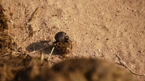 Elephant Pooping Stock Videos – Royalty-Free HD & 4K Videos