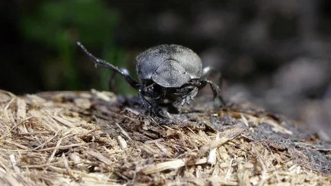 Dung beetle (Sisyphus schaefferi) in sea... | Stock Video | Pond5