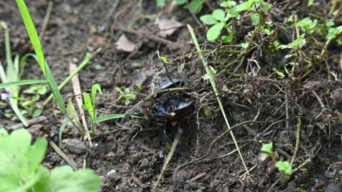 Dung beetles are beetles that eat feces. | Stock Video | Pond5