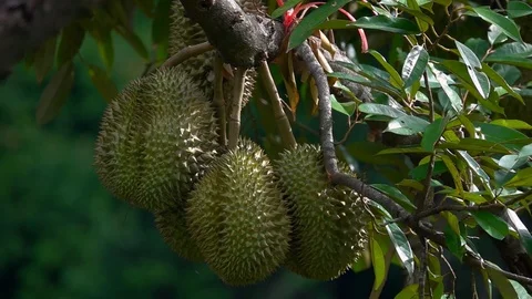 Durian (Durio) Hanging on a Tree Branch.... | Stock Video | Pond5