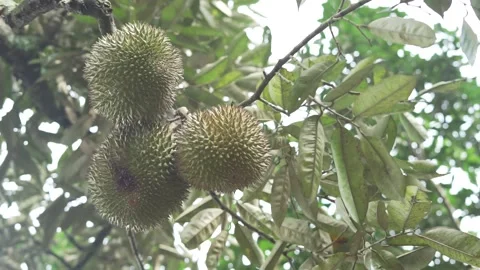 Durian fruit (Durio zibethinus) hanging ... | Stock Video | Pond5