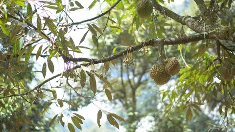 Durian Tree farm 4k | Stock Video | Pond5