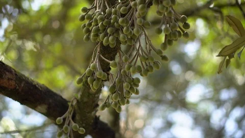 Durian Farm Stock Videos – Royalty-Free HD & 4K Videos